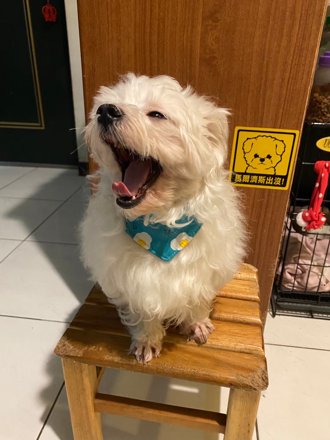 Dogs | Unleash the happiness with our canine companions